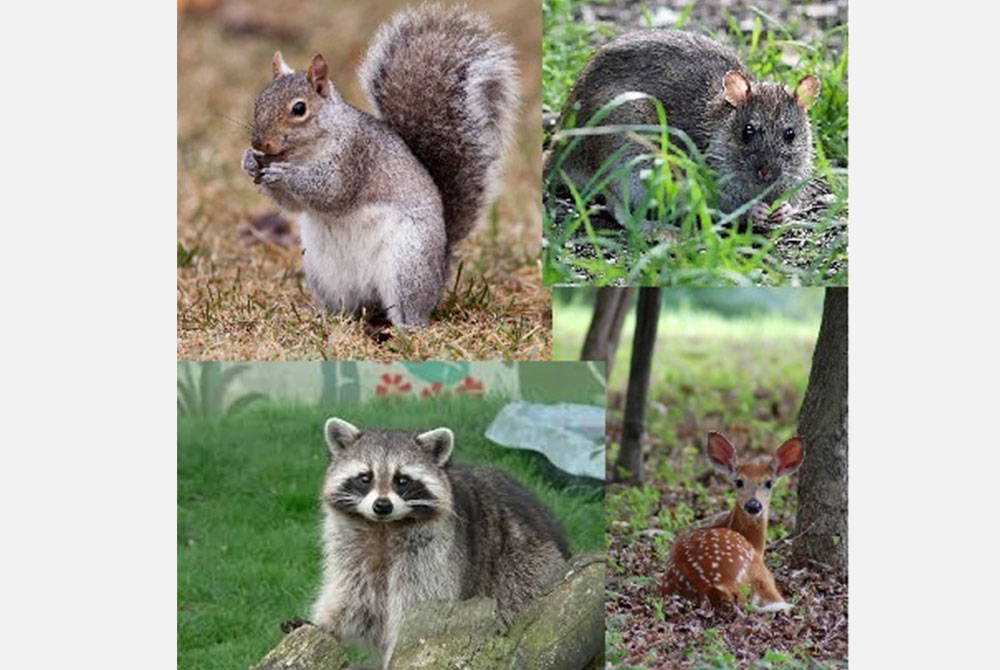 Leptospirosis is Everywhere! - MetroPet Veterinary Clinic