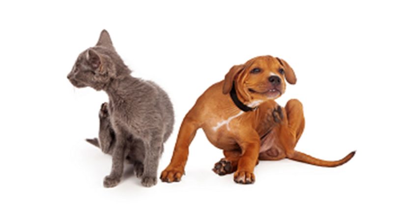 Infections and Parasites and Allergies, Oh My! What’s causing your ...