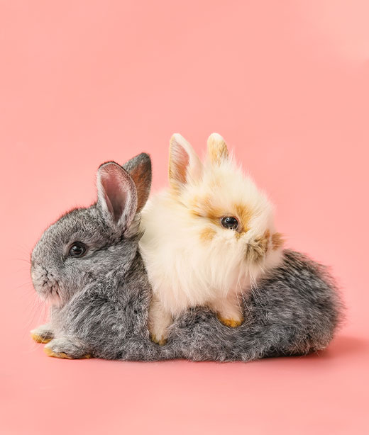 Rabbits - Vet in Berea | MetroPet Veterinary Clinic