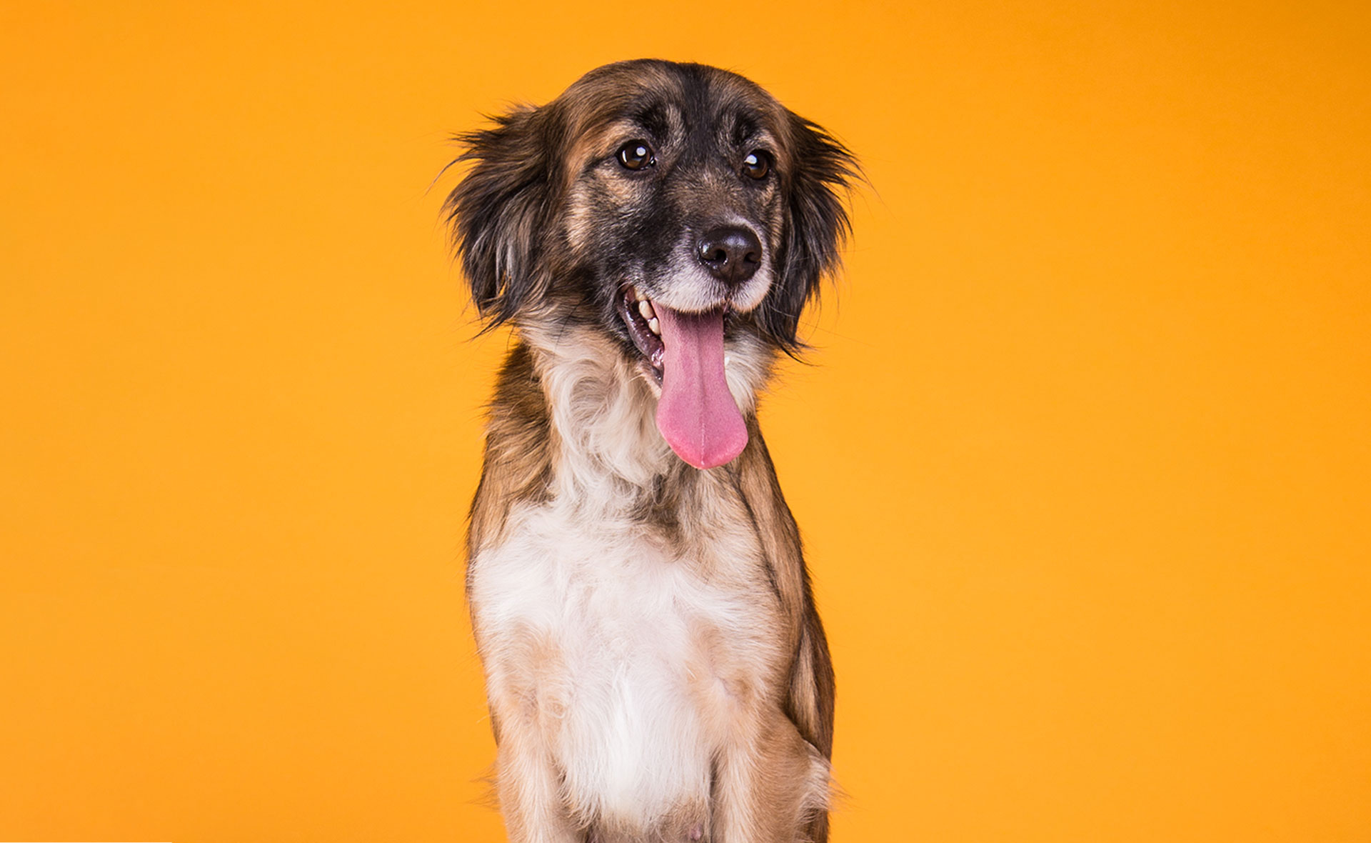 Spay & Neuter - Vet in Berea | MetroPet Veterinary Clinic