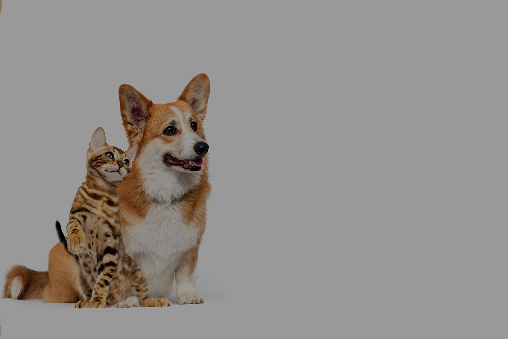 Soft Tissue Surgery Vet In Berea MetroPet Veterinary Clinic Soft Tissue Surgery Vet In Berea MetroPet Veterinary Clinic